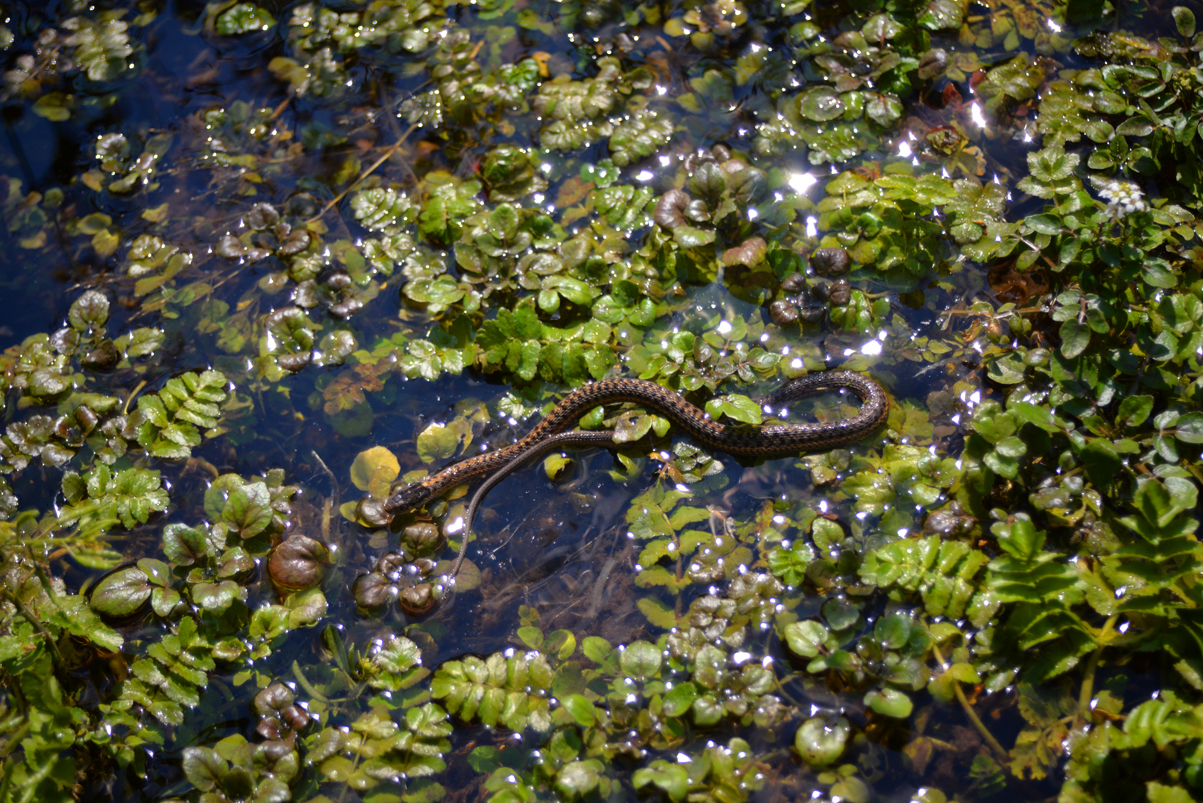 Snake Slithers Over The Shimmering Pools and Water Plants Of Cascade ...